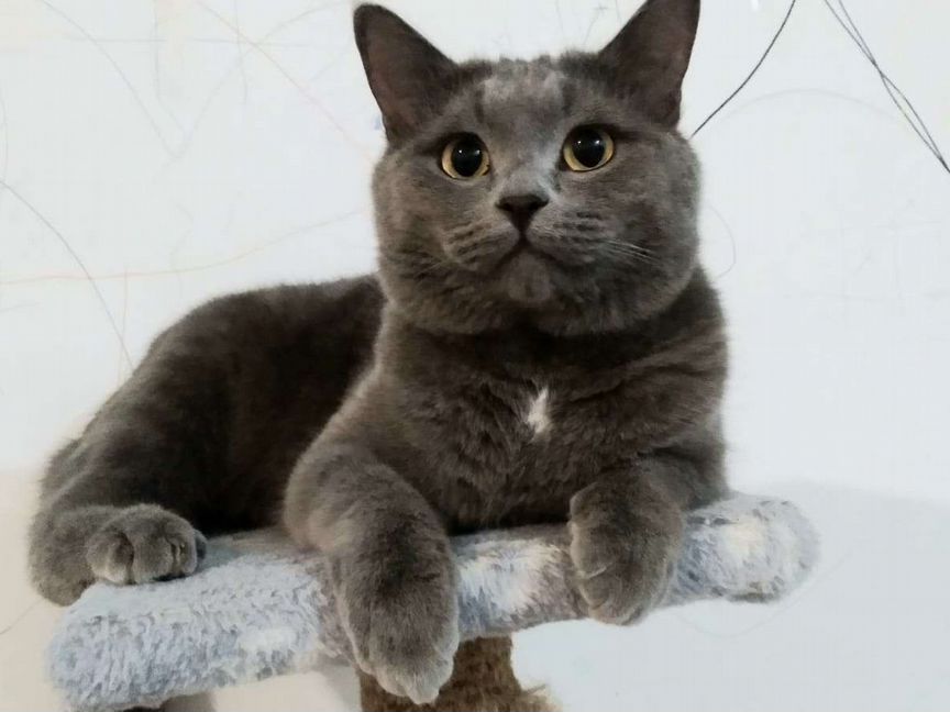 Кот шотландец