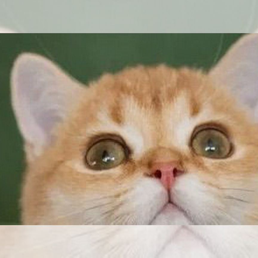 Британский короткошёрстный котёнок