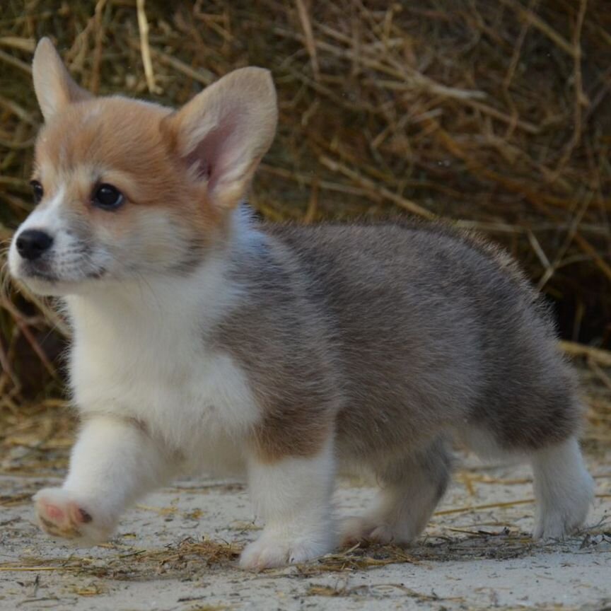 Вельш Корги Пемброк, щенок