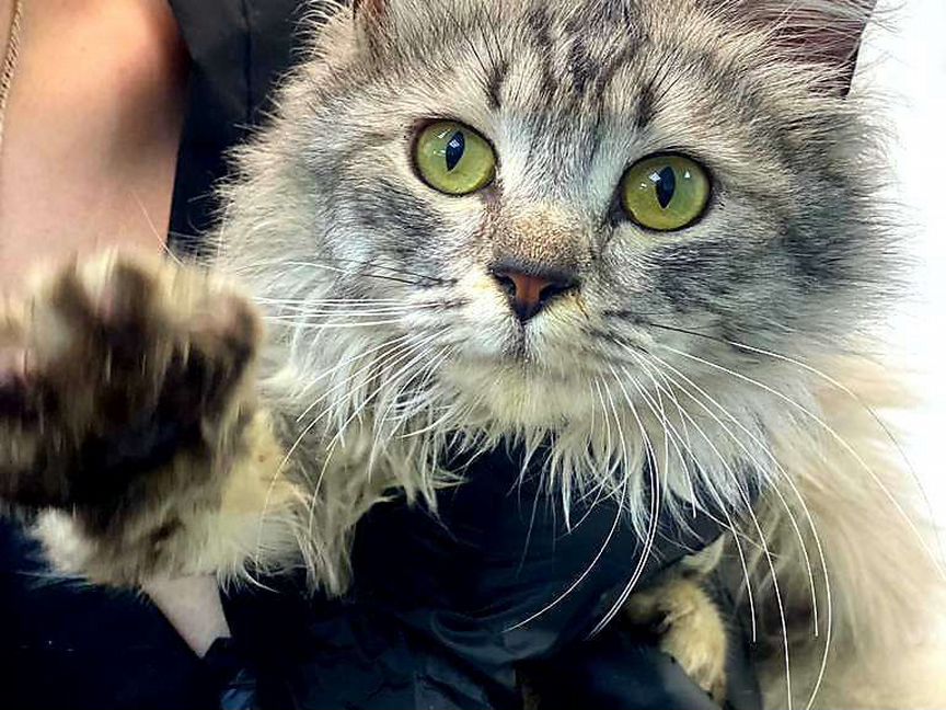 Кошки в добрые руки бесплатно