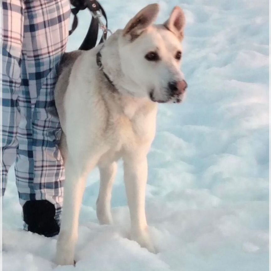 Взрослый пёс в добрые руки