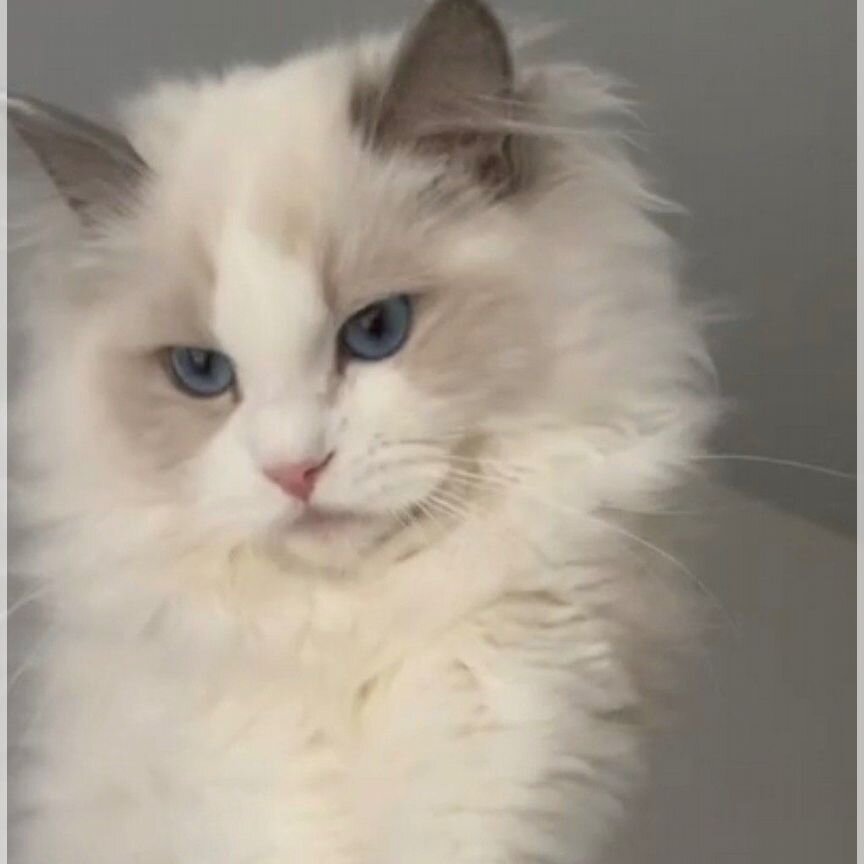 Рэгдолл котёнок