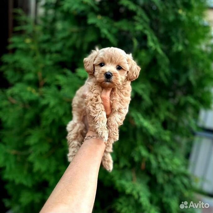 Мальтипу f1 mini мальчик(Корейские крови)