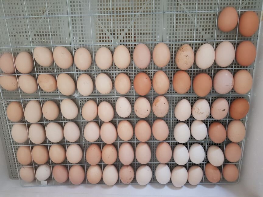 Цыплята кур несушек