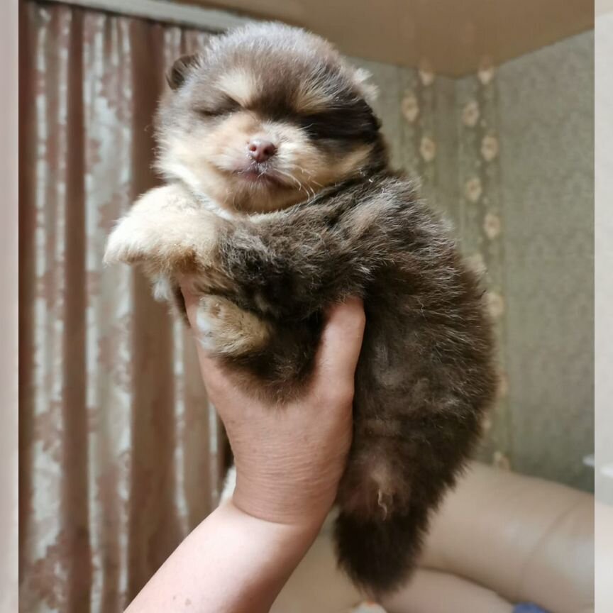 Шоколадный медвежонок