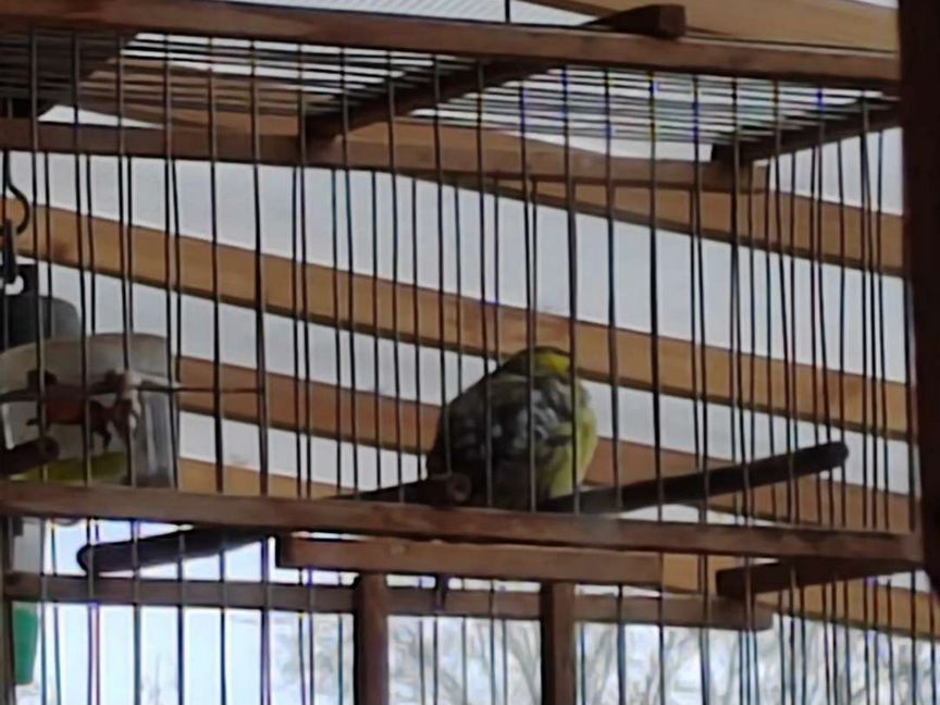 Чижики, щеглы