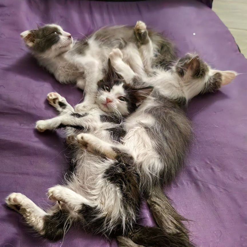 Супер котята в добрые руки