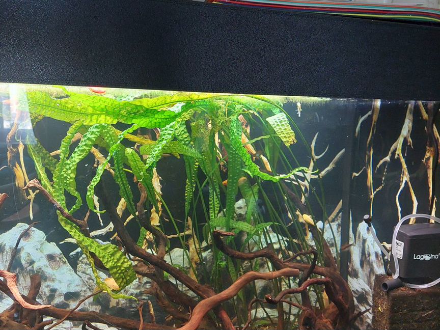 Криптокорина апоногетонолистная маточные кусты