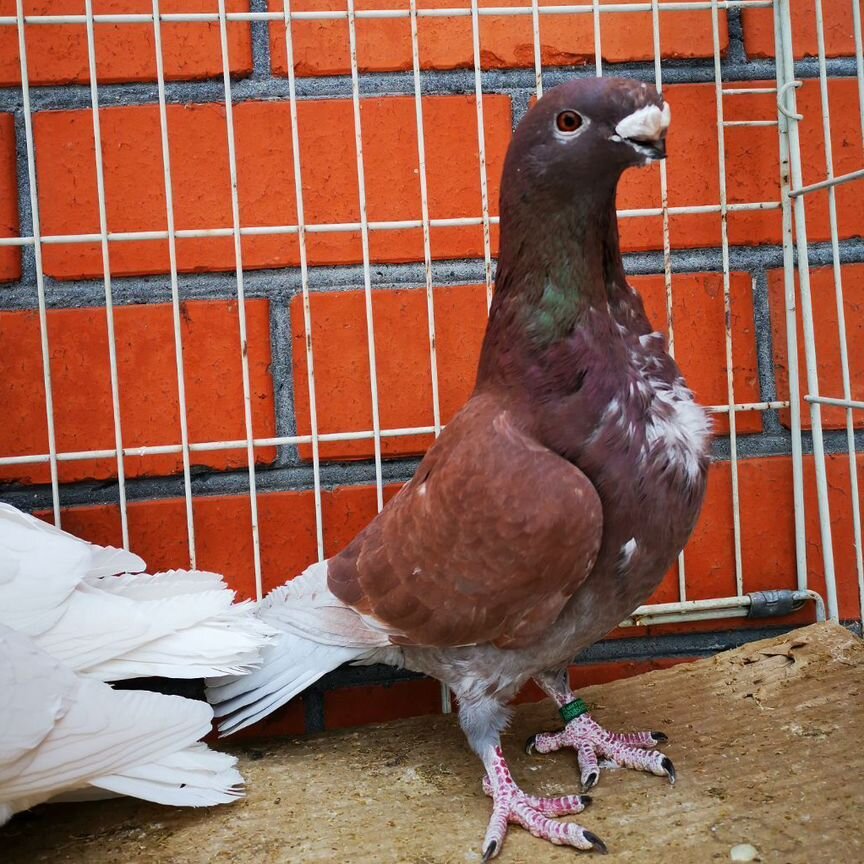 Голуби московские выставочные
