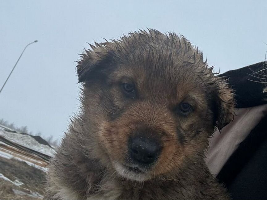 Пушистые щеночки