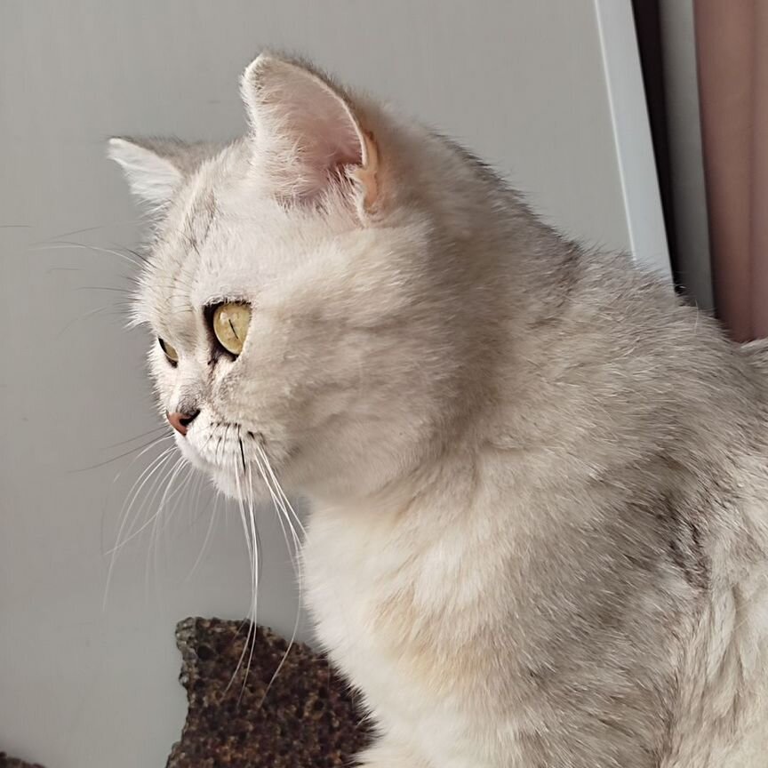 Буся ищет дом