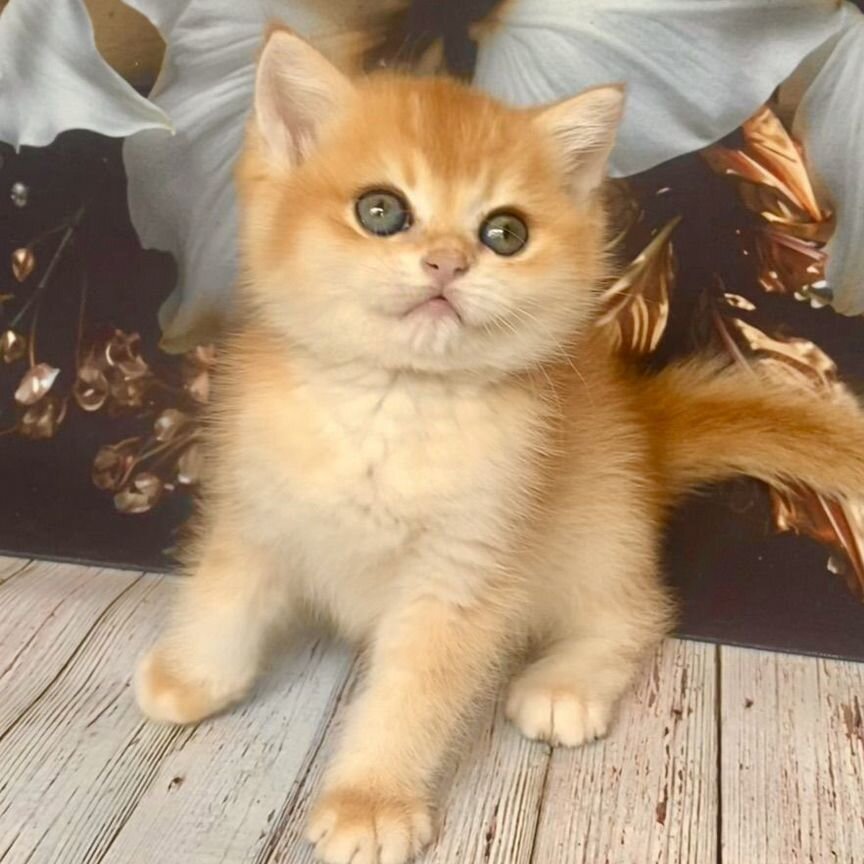 Британский короткошёрстный котёнок
