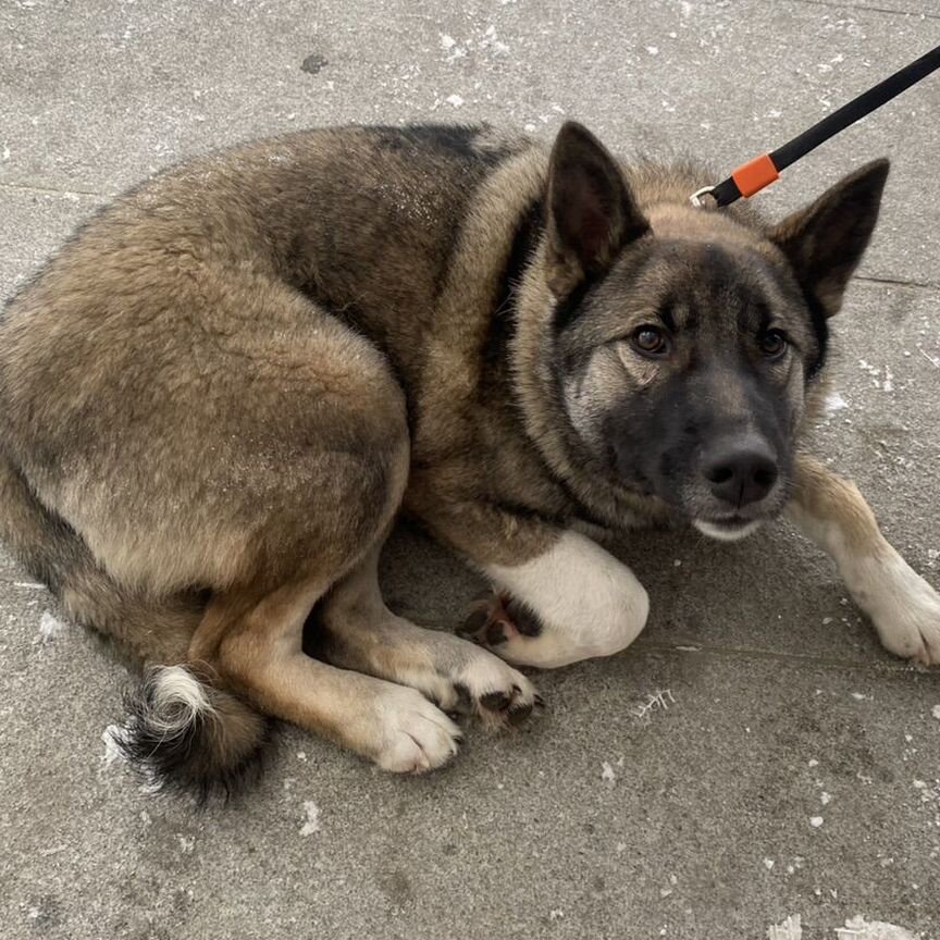 Взрослый пёс в добрые руки