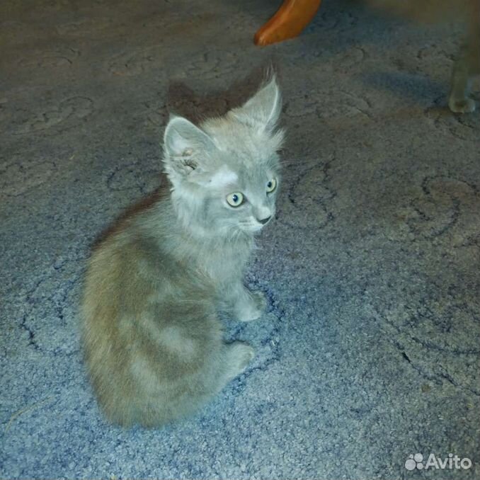Отдам котика - неугомонный тигр в добрые руки