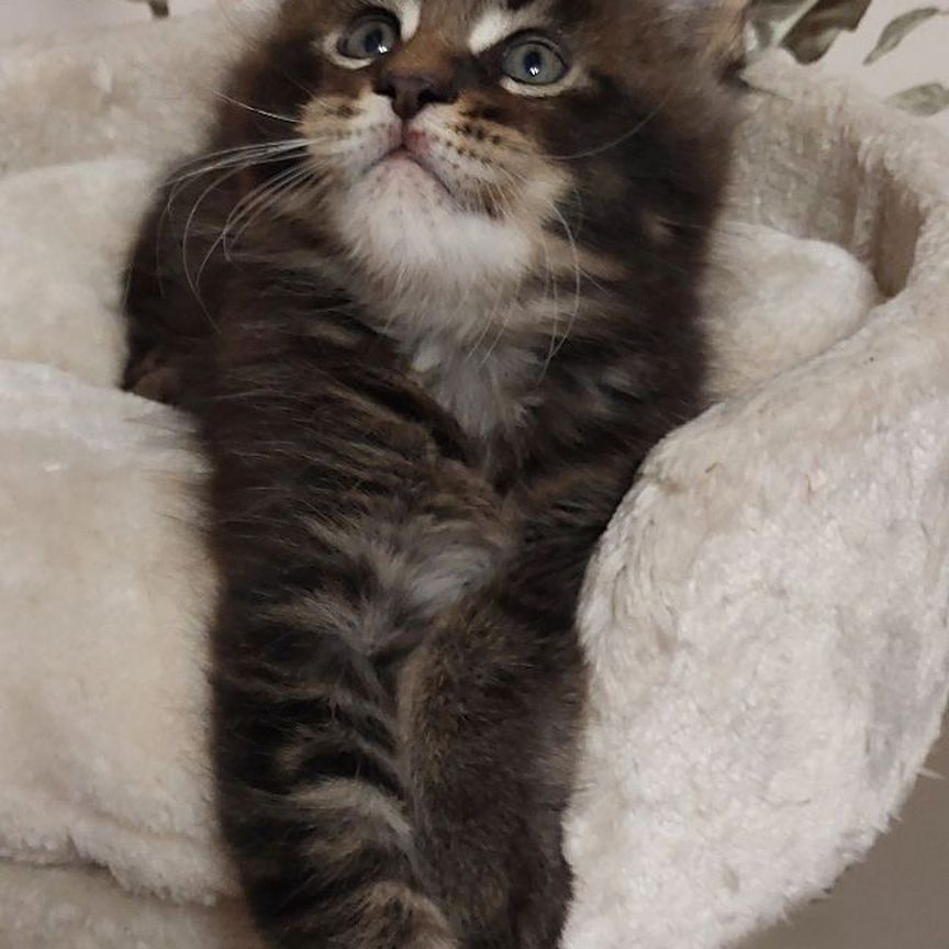 Котята мейн-кун