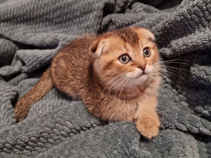 Шотландская вислоухая золотая шиншилла