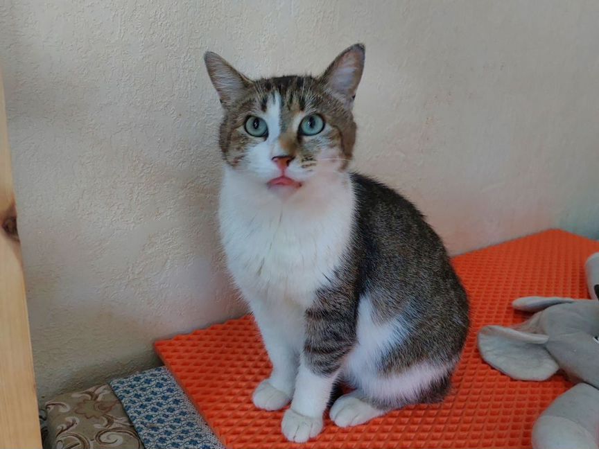 Котик ищет дом
