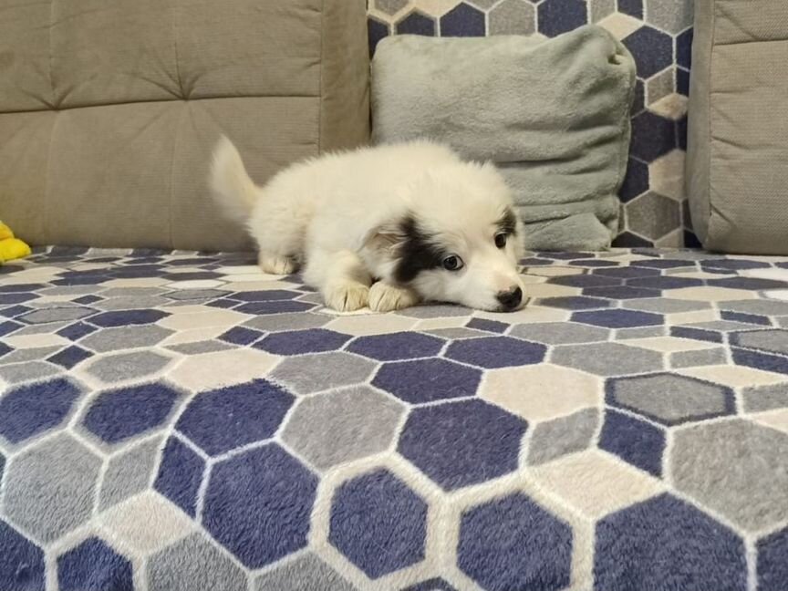 Щенок девочка