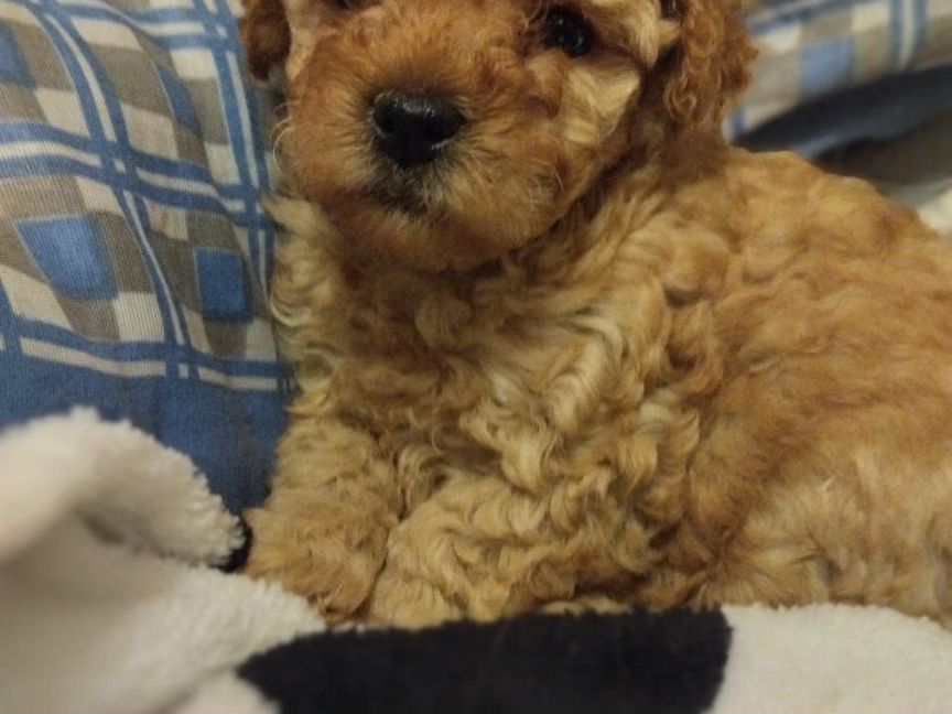 Миниатюрный пудель девочка абрикос