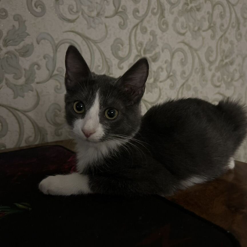 Котёнок Барсик (2-3 месяца) в самые добрые руки