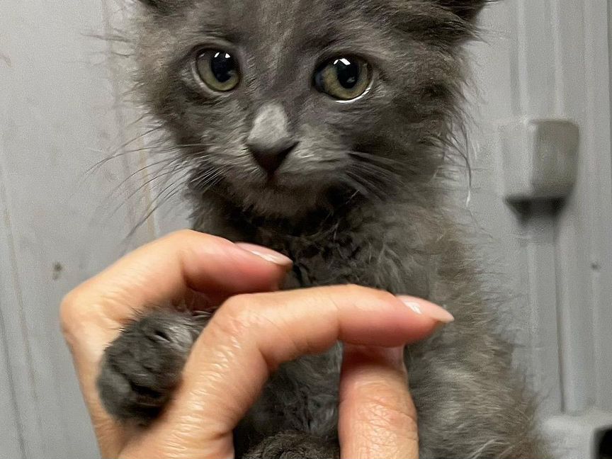 Котенок 1,5 месяца, смесь с Мейн-Куном