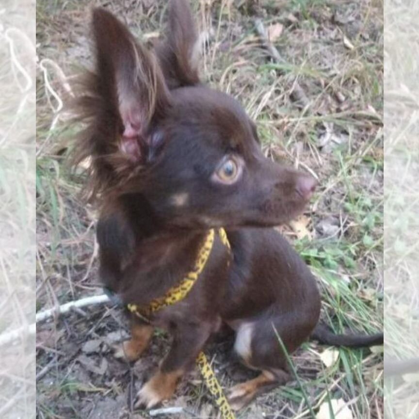 Английский той-терьер, взрослая собака