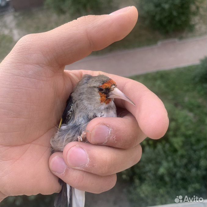 Седоголовый щегол