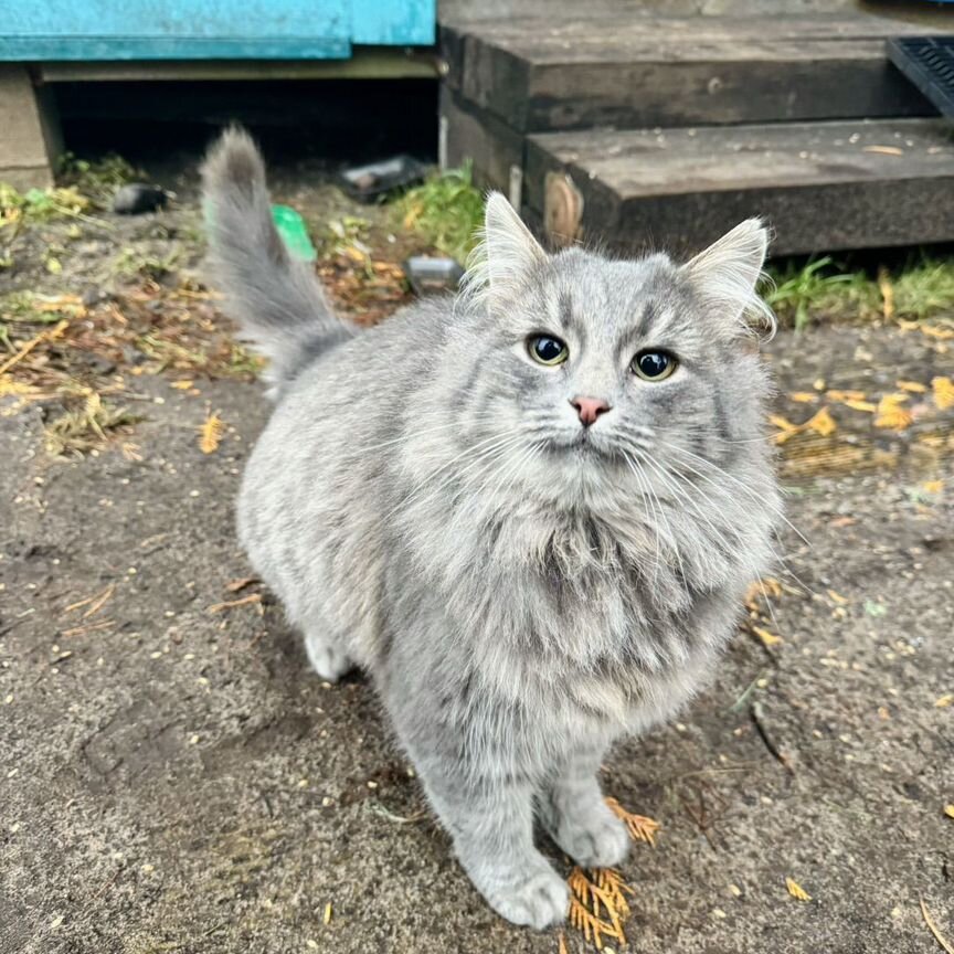 Молодой котик ищет дом