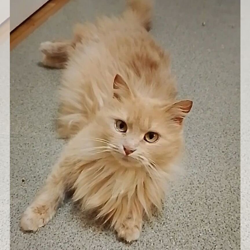 Сибирская, взрослая кошка