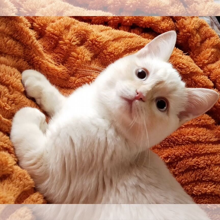 Као-мани котёнок