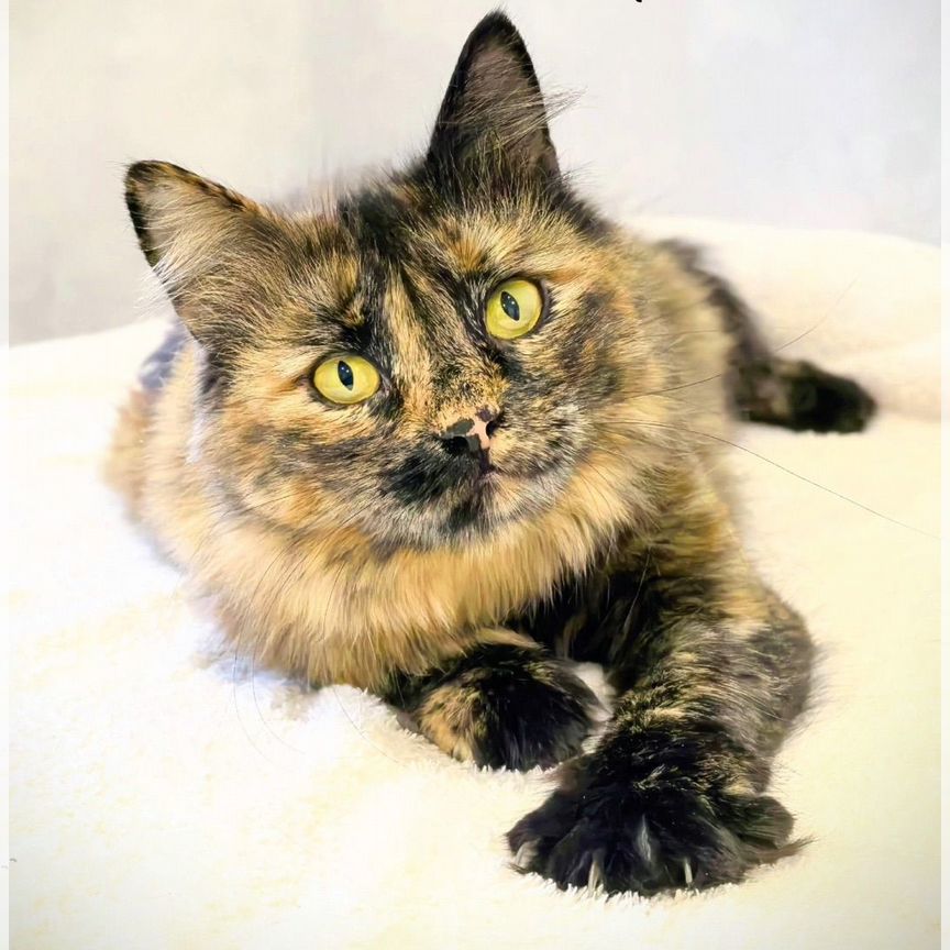 Взрослая, кошка в добрые руки