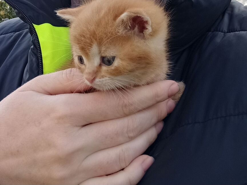 Котята в добрые руки бесплатно