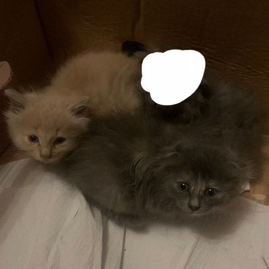 Шотландские котята смешаные