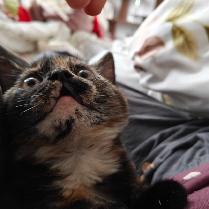 Трехцветный котенок девочка