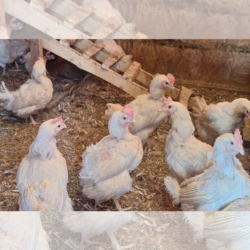 Куры молодки несушки