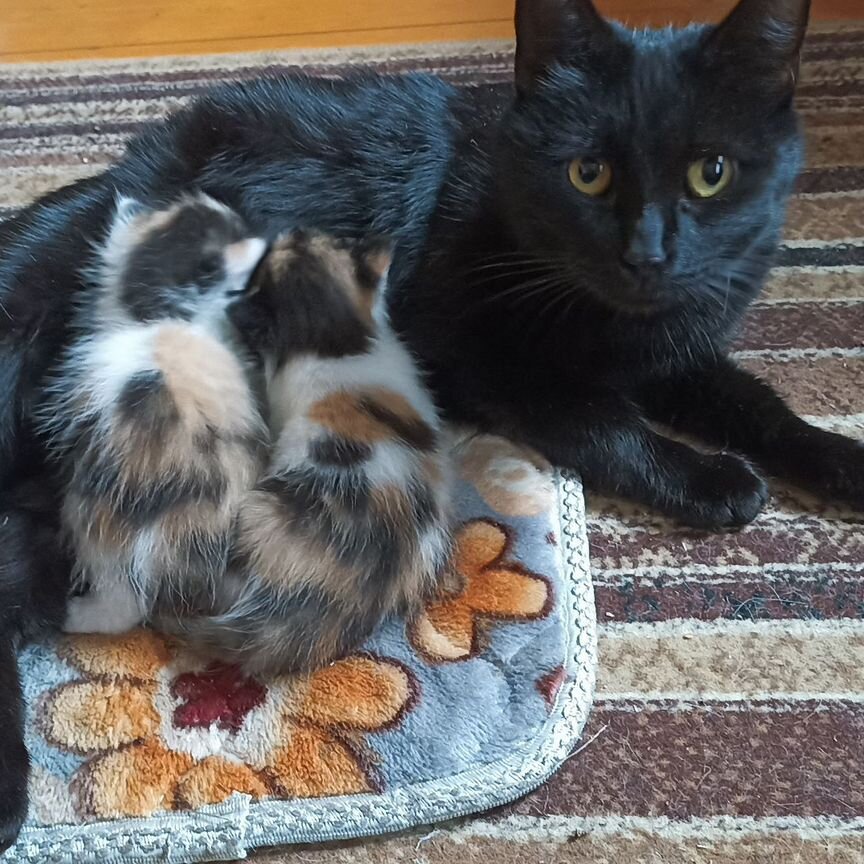 Котята в добрые руки бесплатно