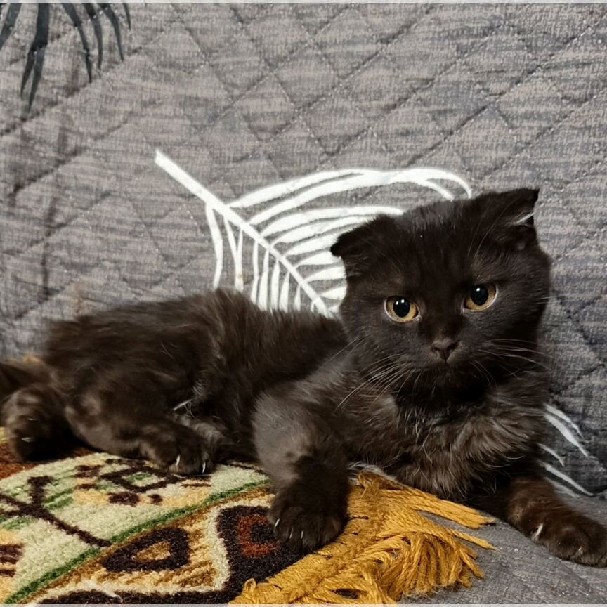 Шотландский вислоухий короткошёрстный котёнок
