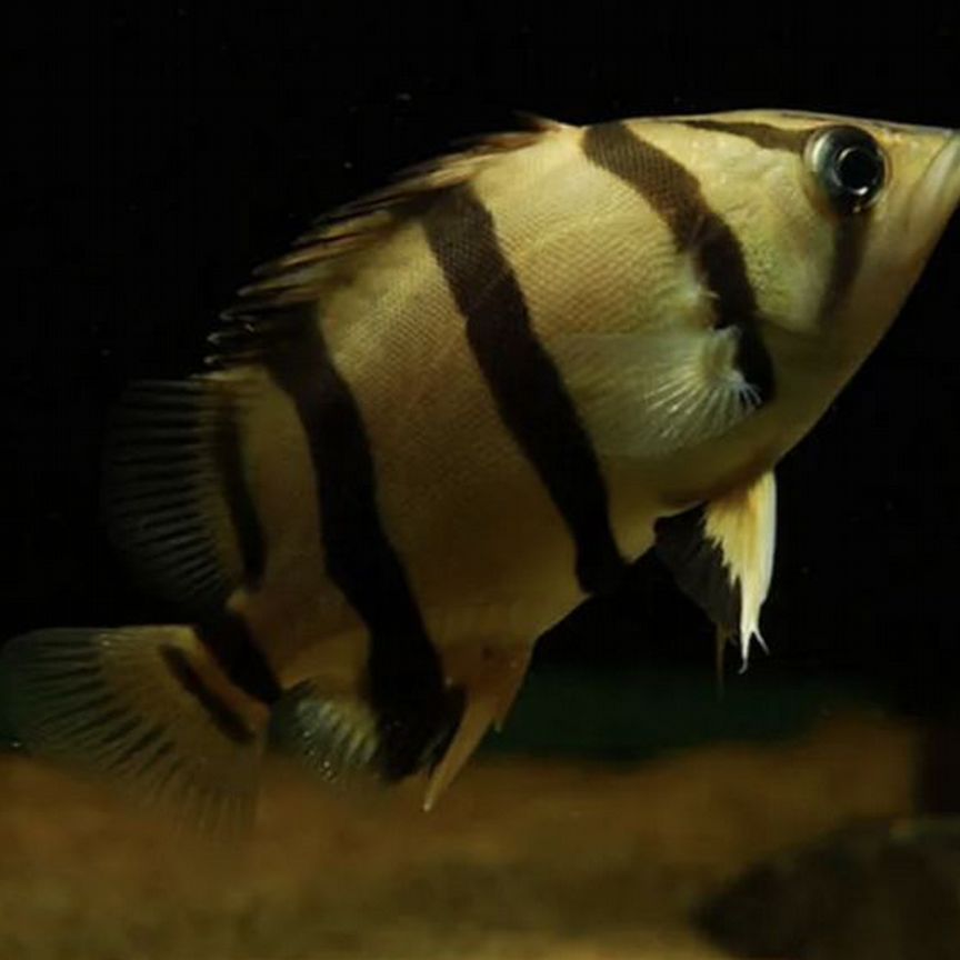 Сиамский окунь