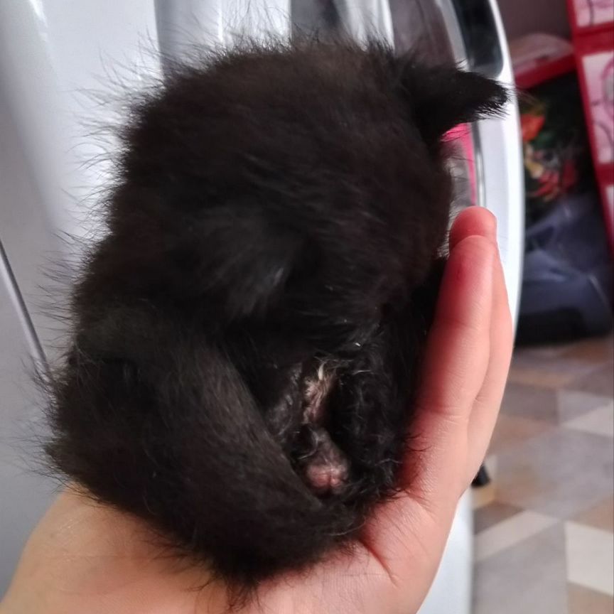 Котята в добрые руки бесплатно