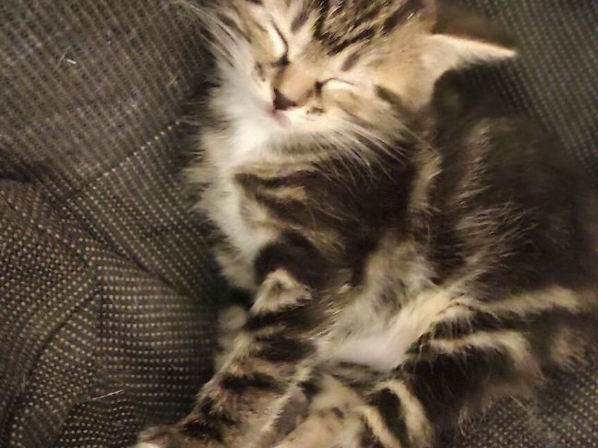 Курильский бобтейл