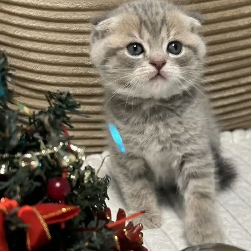 Шотландский вислоухий короткошёрстный котёнок