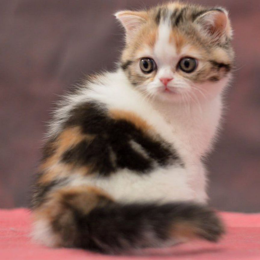 Шотландский прямоухий короткошёрстный котёнок