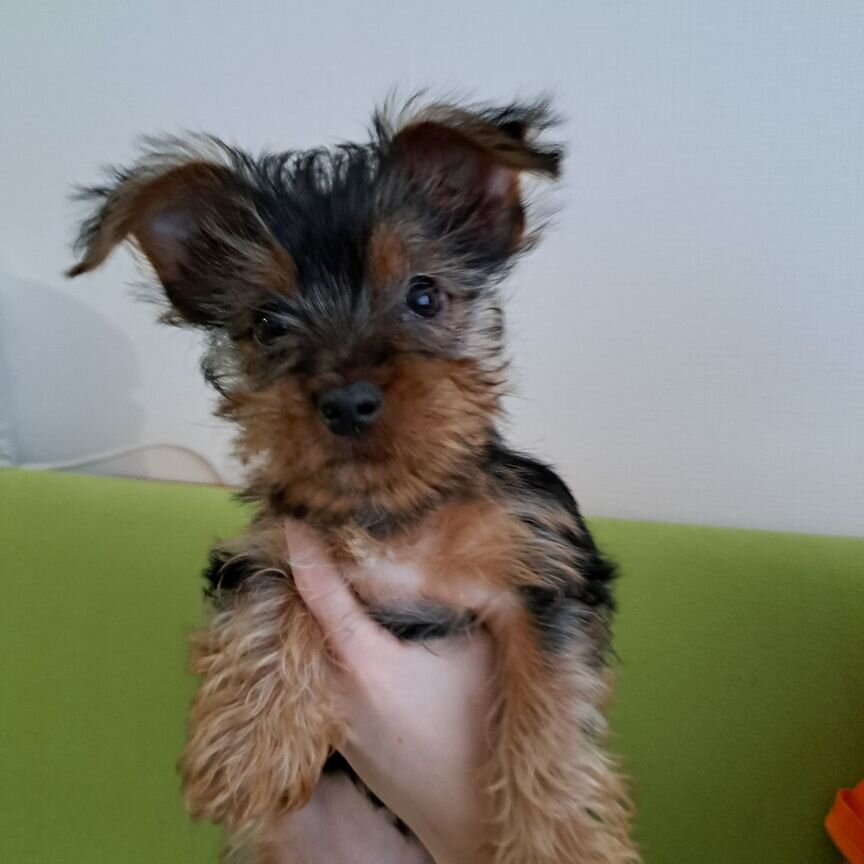 Йоркширский терьер мини