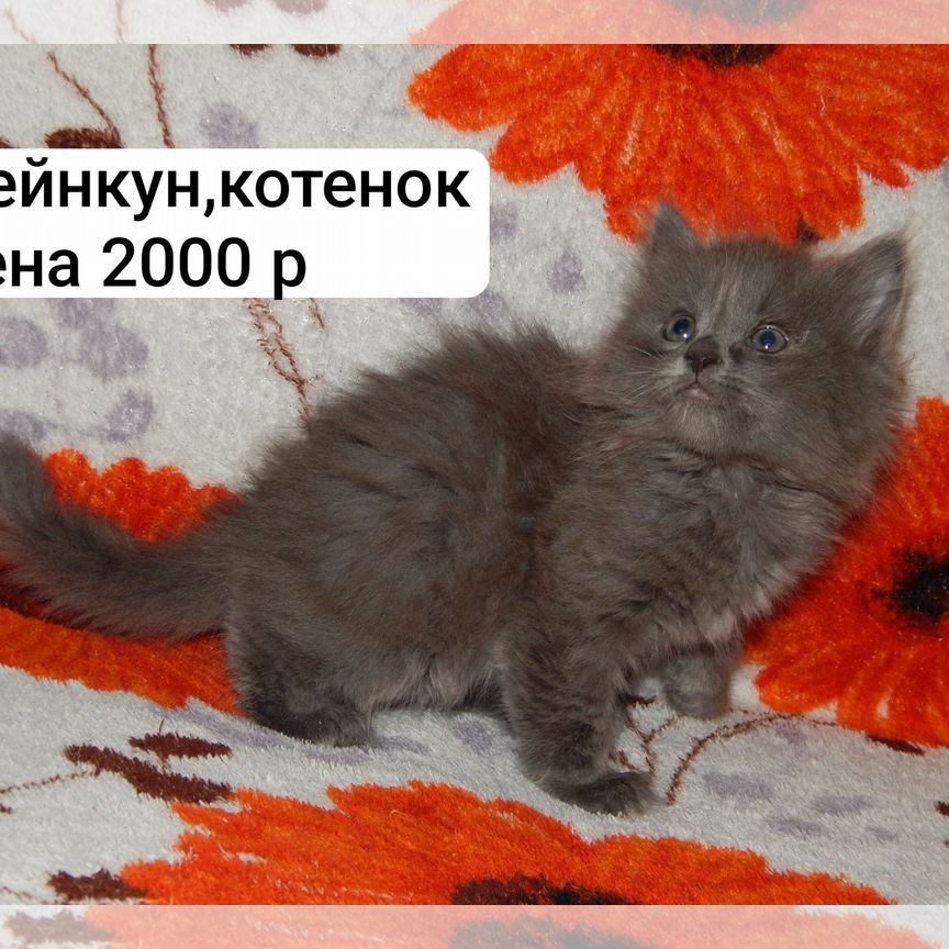 Котёнок в добрые руки