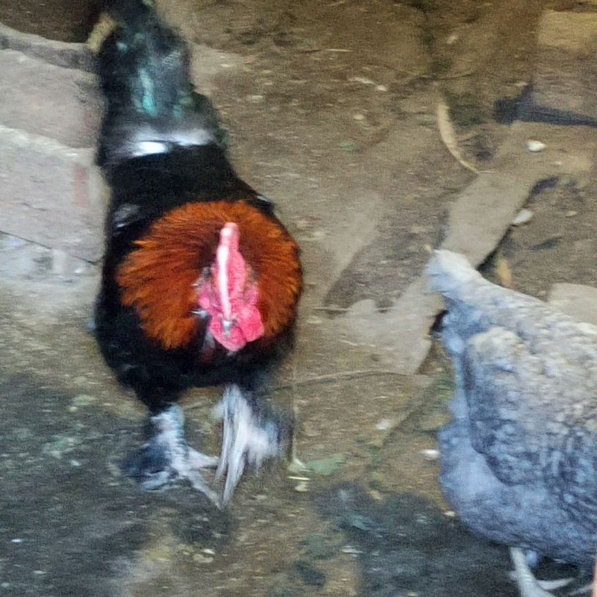 Продам петуха