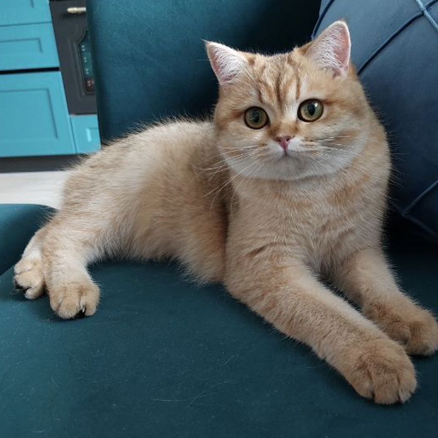Кошка золотистая шиншилла