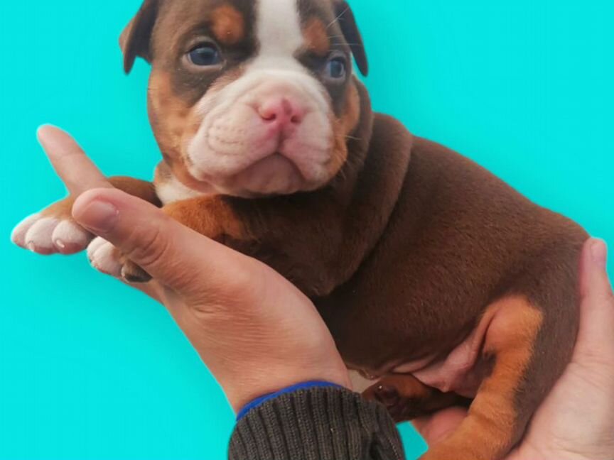 Американбуль малыши