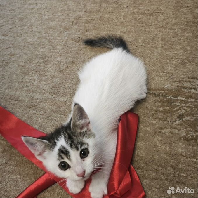 Котята-девчата ждут своего Человека