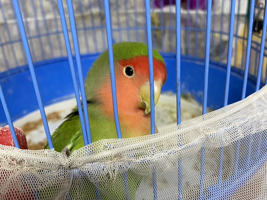 Попугай неразлучники с клеткой