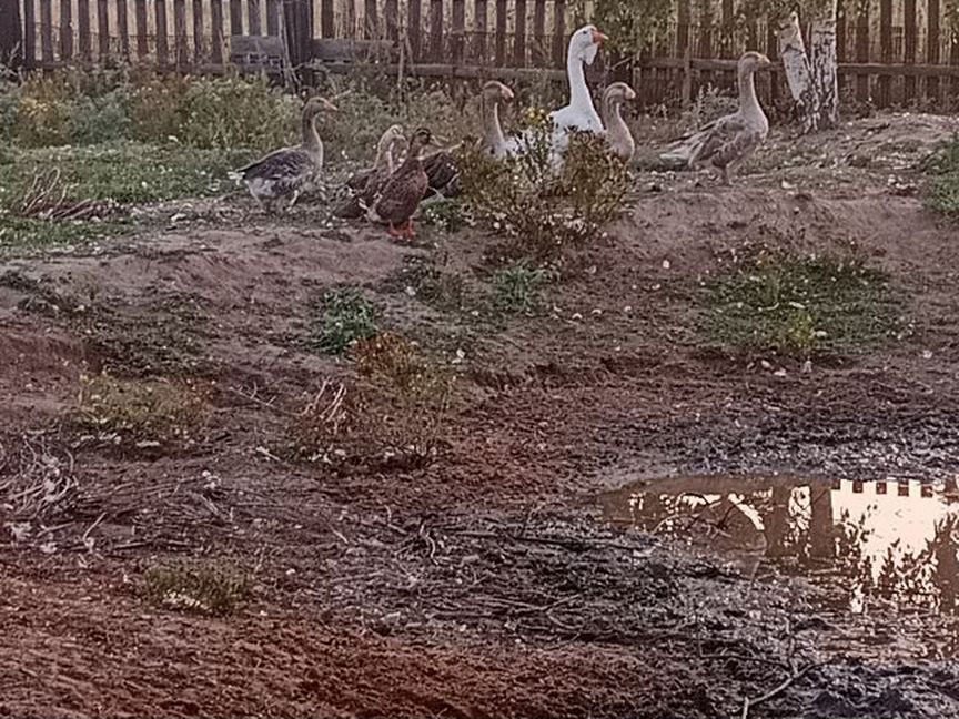 Гуси взрослые